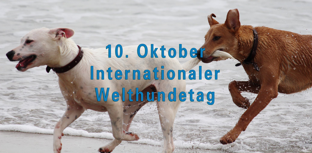 blue:dogs by beschützerinstinkte e.V. - Internationaler Welthundetag